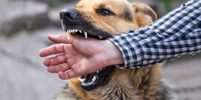 Personal Injuries from Animal Bites or Attacks - Attorneys Blog